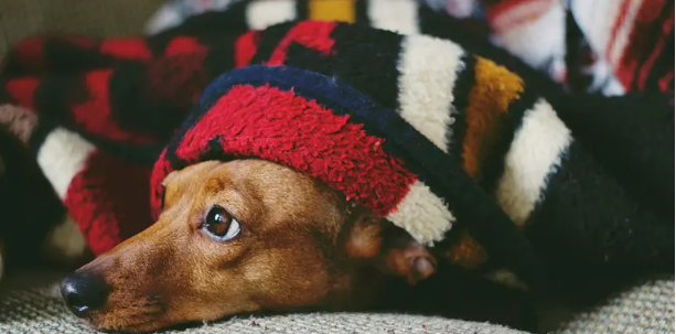 Як зберегти тепло в квартирі без опалення прості поради яких легко дотримуватися Читайте на